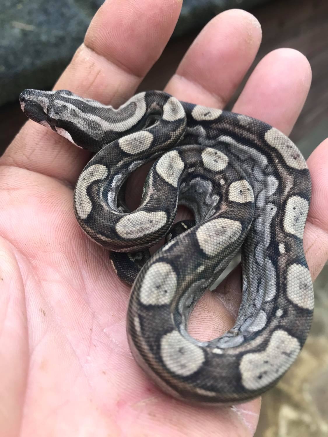 Super Raptor Motley Boa Constrictor by Argyll Boas - MorphMarket