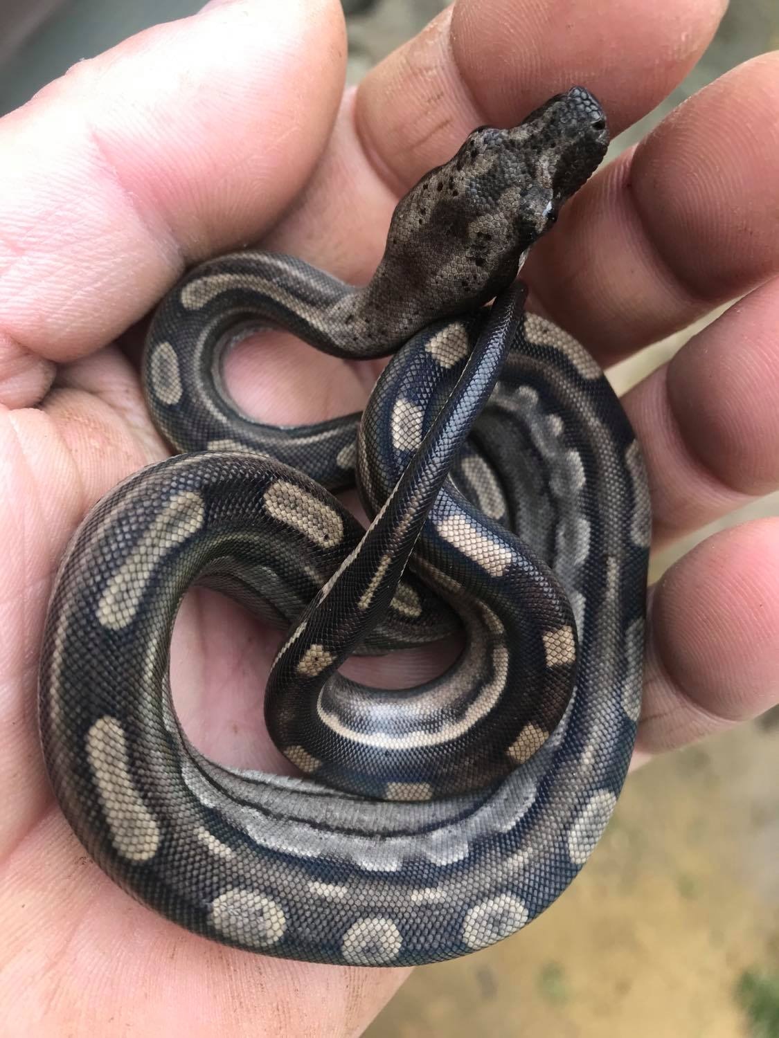 Raptor Motley Boa Constrictor by Argyll Boas - MorphMarket