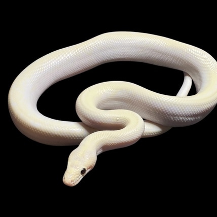 Black-eyed Leucistic Colombian Rainbow Boa by Snivy Pythons