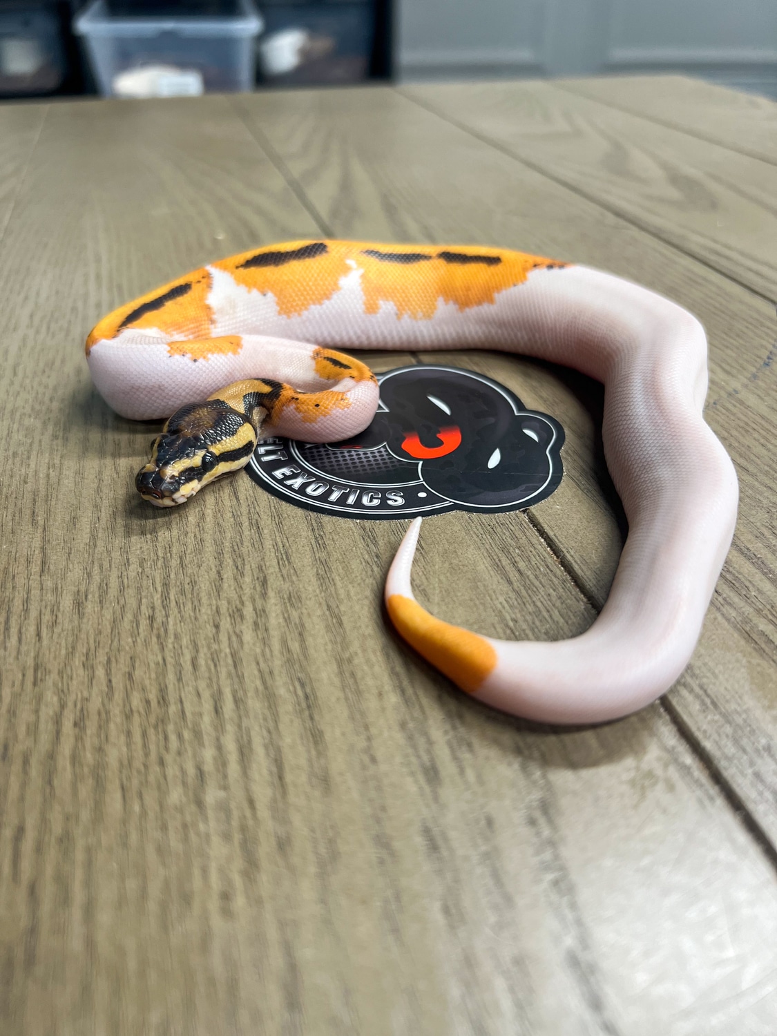SALE Super OD YB Pied Ball Python by Black Belt Exotics - MorphMarket