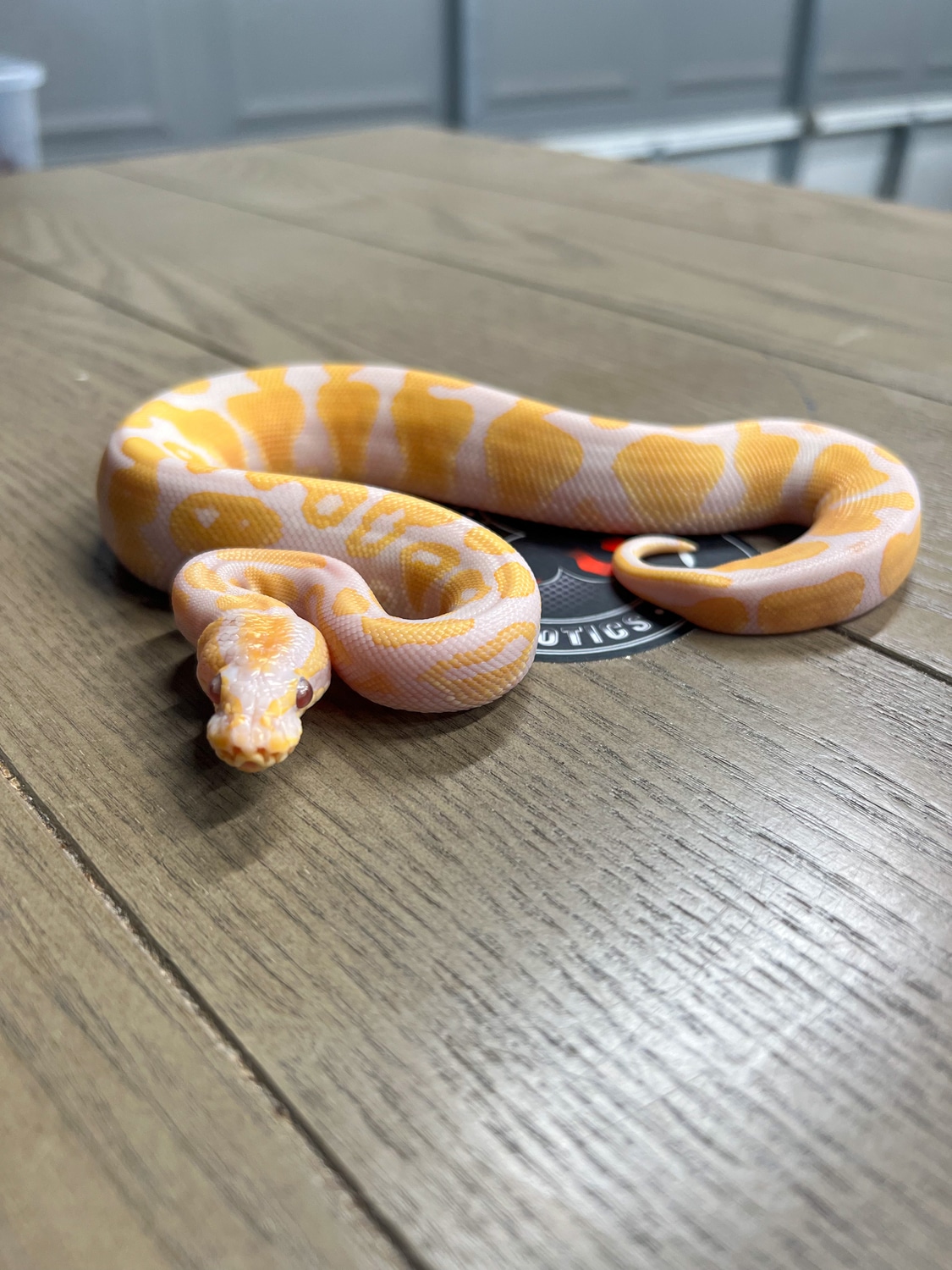 SALE Lavender 100% Het Pied Ball Python by Black Belt Exotics - MorphMarket