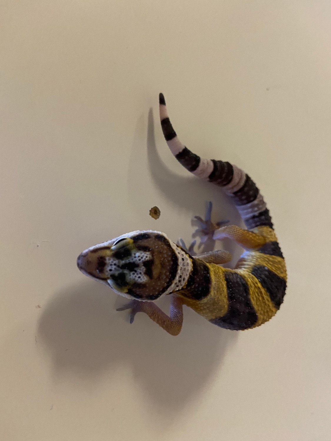 Normal 100% Het Murphy’s Patternless Leopard Gecko by Arianna’s geckos ...