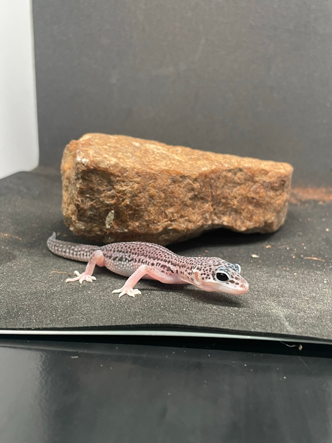 Super Snow Leopard Gecko by Rising Reptilez - MorphMarket