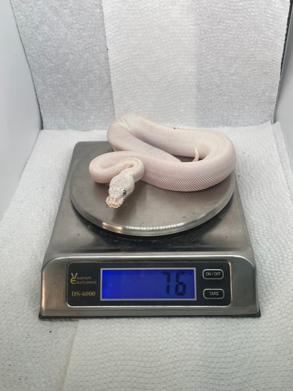 Blue Eyed Lucy Ball Python by Rising Reptilez