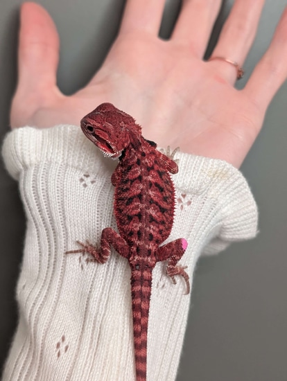 100% Het Witblit - Spanish Red X Red Monster Central Bearded Dragon by ...