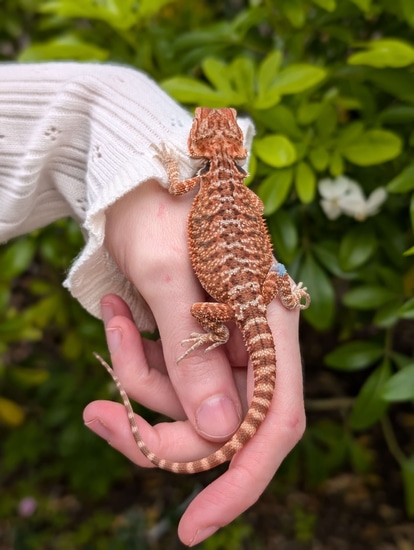 100% Het Witblit - Spanish Red X Red Monster Central Bearded Dragon by ...