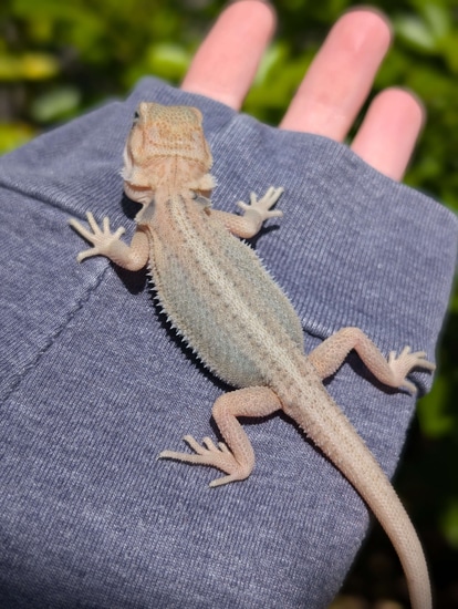 Hypotrans Het Zero Genetic Stripe Pos Het Witblits Central Bearded ...