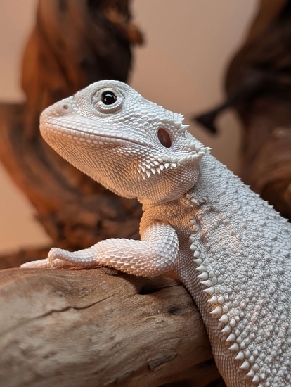 Marbled Hypo Zero, 50% Het Translucent Central Bearded Dragon by Ari's ...