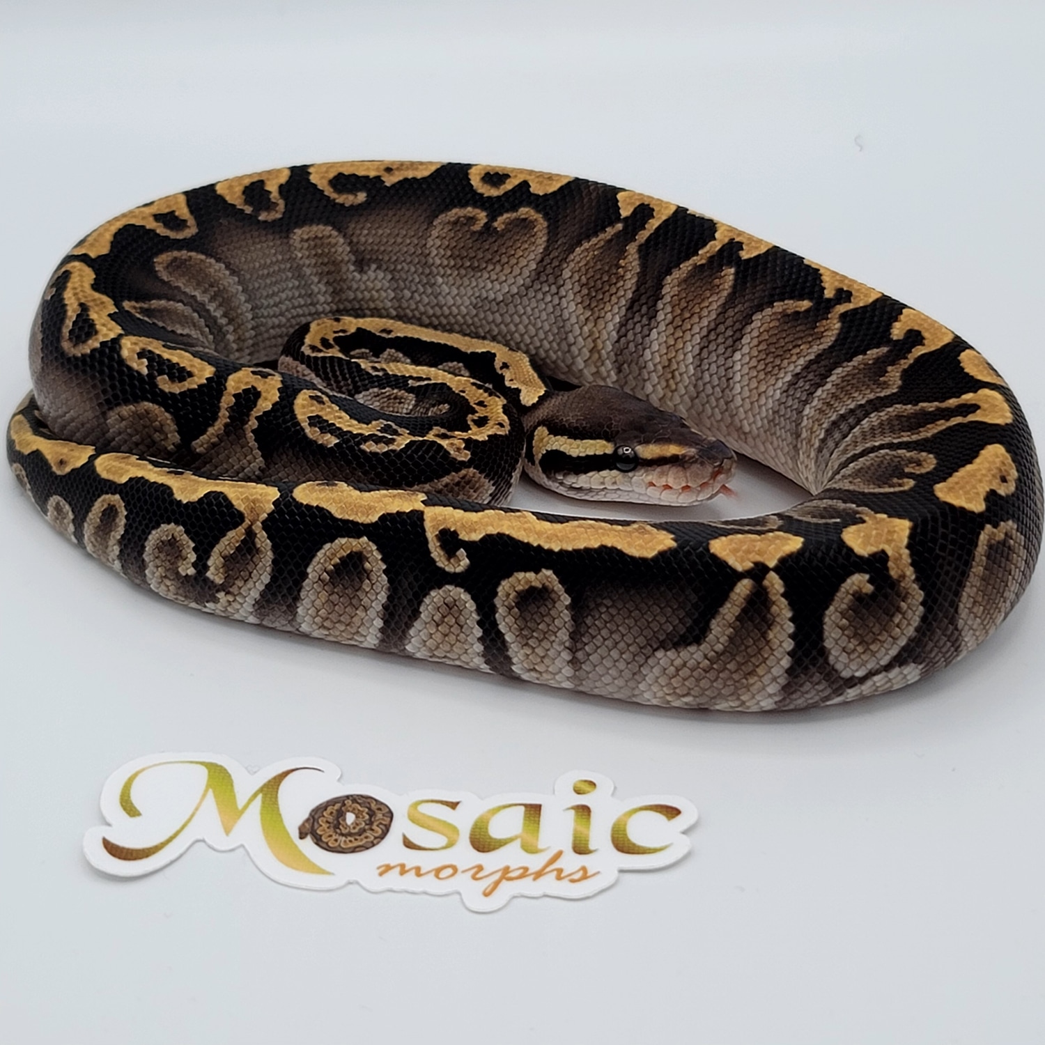 GHI Mystic 100% Het Clown Ball Python by Mosaic Morphs - MorphMarket