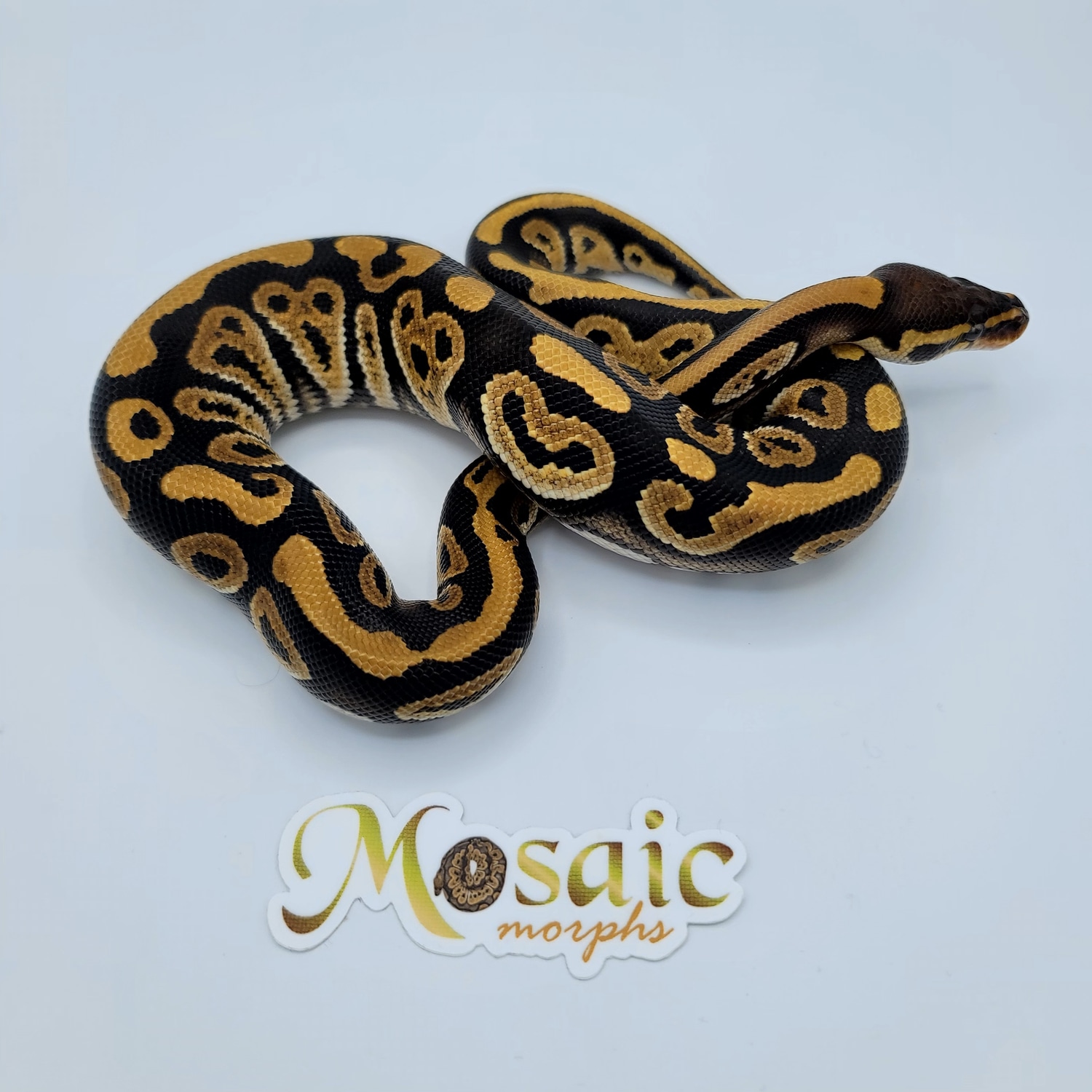 Mystic 100% Het Clown Ball Python by Mosaic Morphs - MorphMarket