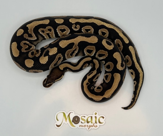 Mystic 100% Het Clown Ball Python by Mosaic Morphs