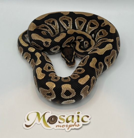 Mystic 100% Het Clown Ball Python by Mosaic Morphs