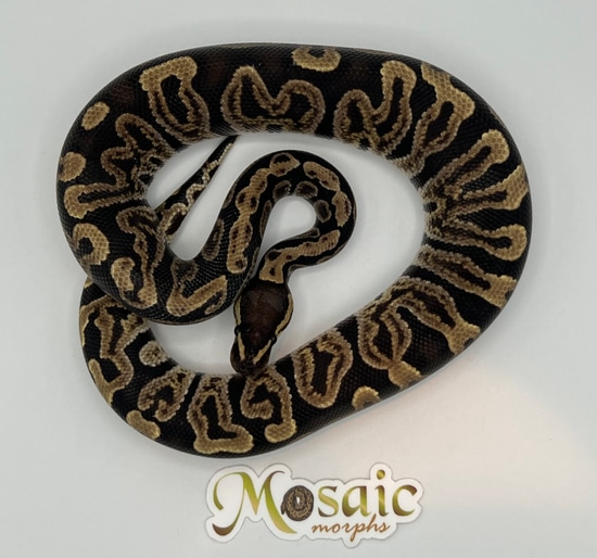 GHI 100% Double Het VPI Axanthic Clown Ball Python by Mosaic Morphs
