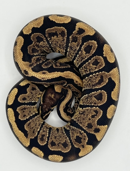Sable Ball Python by Mosaic Morphs