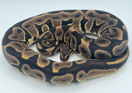 Leopard YB/Spark Ball Python by Mosaic Morphs
