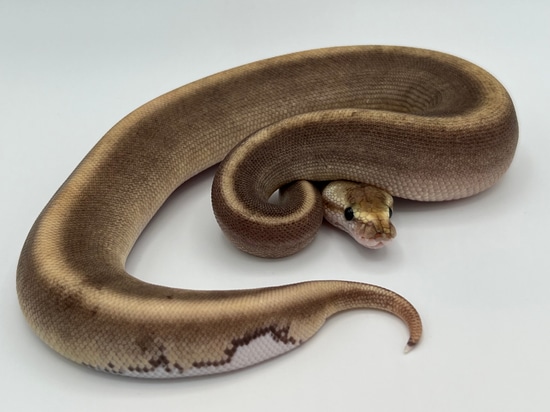 Cinnamon Champagne VPI Axanthic Ball Python by Mosaic Morphs