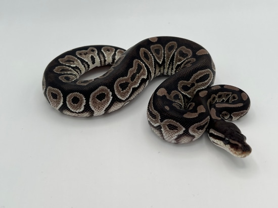 Cinnamon VPI Axanthic Ball Python by Mosaic Morphs