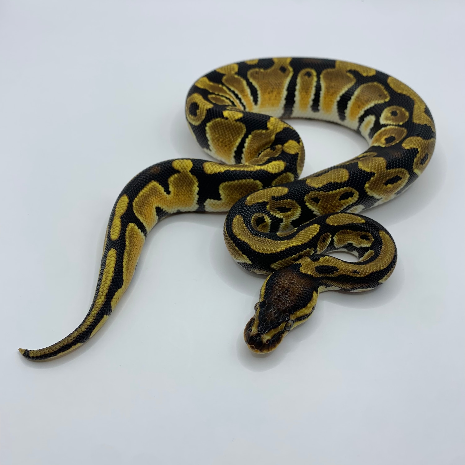 OD 66% Het Puzzle Ball Python by Arista Reptiles - MorphMarket