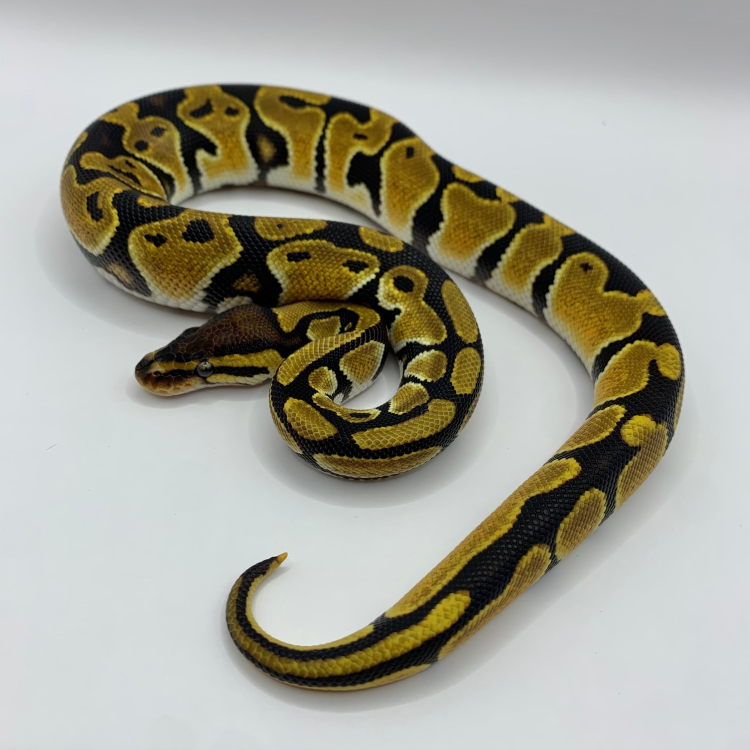OD 66% Het Puzzle Ball Python by Arista Reptiles - MorphMarket