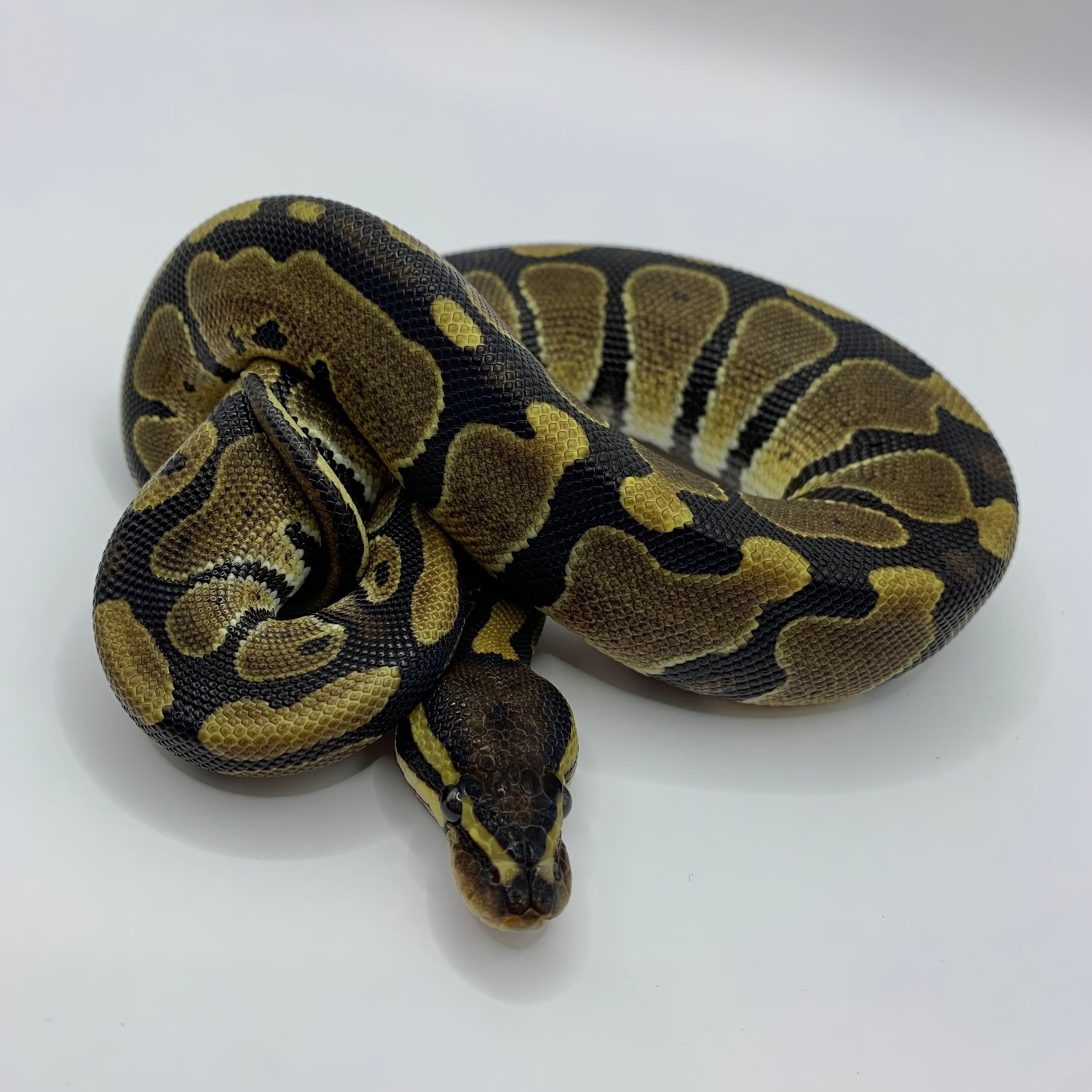 50% DH Sunset Pied Ball Python by Arista Reptiles - MorphMarket