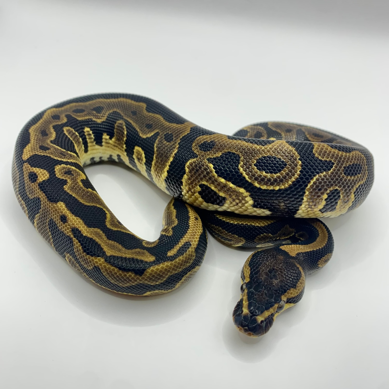 Leopard 66% Het Sunset 50% Het Pied Ball Python by Arista Reptiles ...