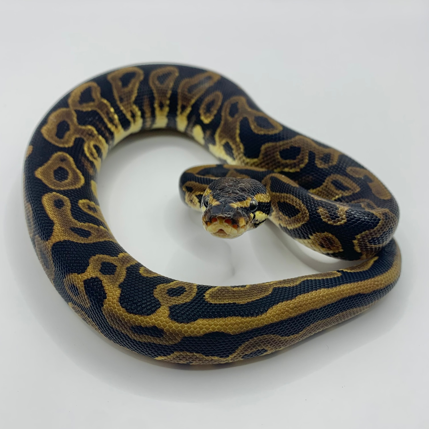 Leopard 66% Het Sunset 50% Het Pied Ball Python by Arista Reptiles ...