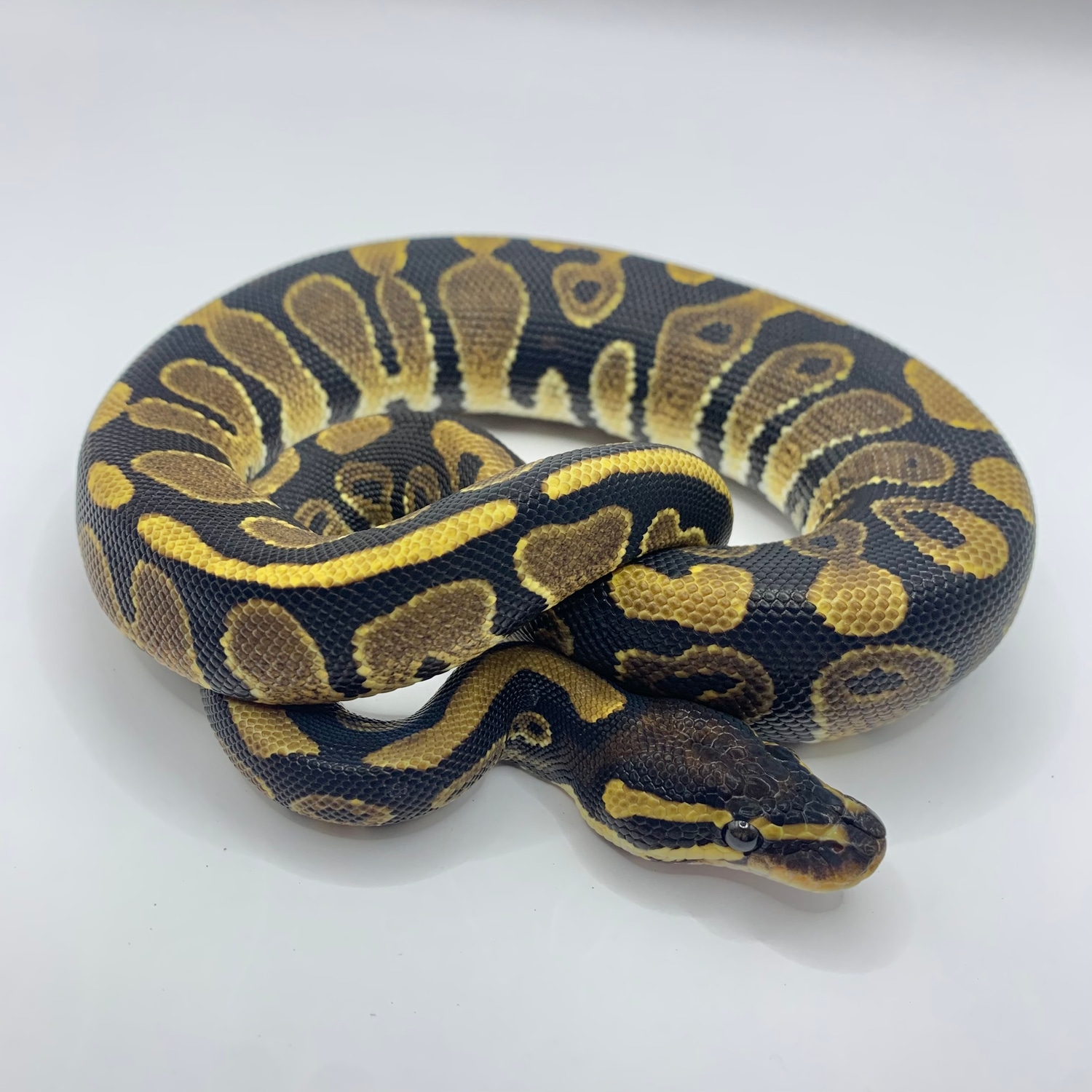 66% Het Sunset 50% Het Pied Ball Python by Arista Reptiles - MorphMarket