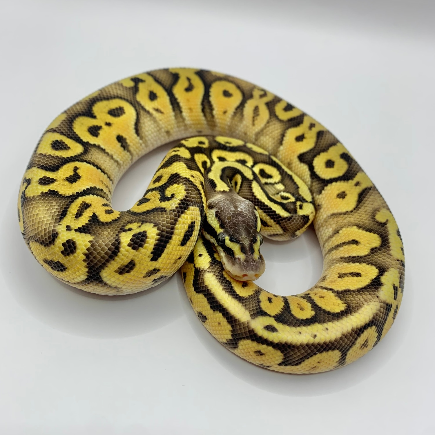 OD Super Pastel 66% Het Puzzle Ball Python by Arista Reptiles - MorphMarket