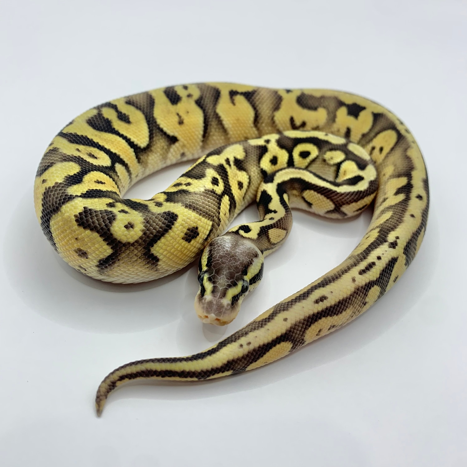 Super Pastel 66% Het Puzzle Ball Python by Arista Reptiles - MorphMarket
