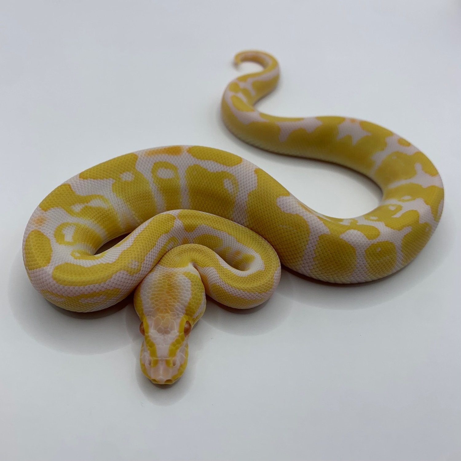 Albino Het Pied Ball Python by Arista Reptiles - MorphMarket