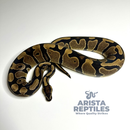 66% Het Sunset 50% Het Pied (Adult) Ball Python by Arista Reptiles