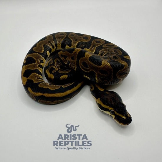 Leopard Het Sunset Ball Python by Arista Reptiles