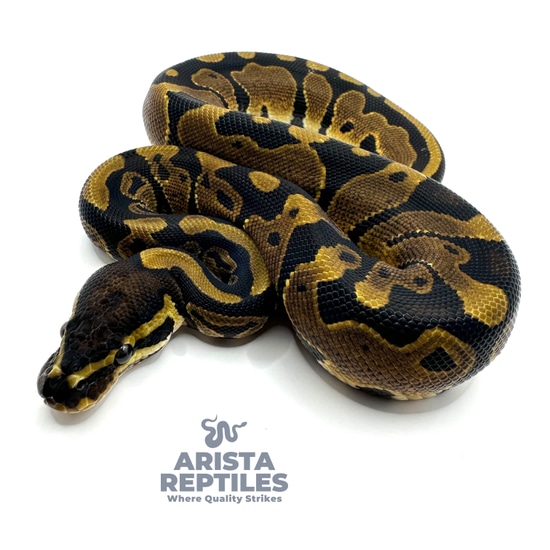 DH Sunset Pied Ball Python by Arista Reptiles