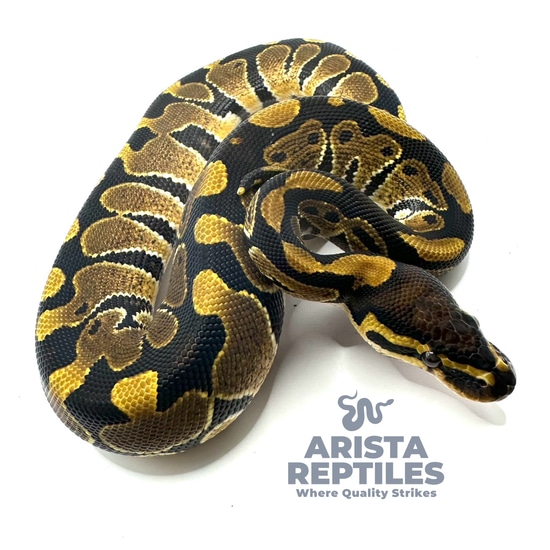 DH Sunset Clown Ball Python by Arista Reptiles
