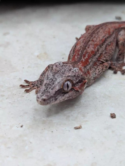 Red Stripe PINK Base Gargoyle Gecko by Aritonnic