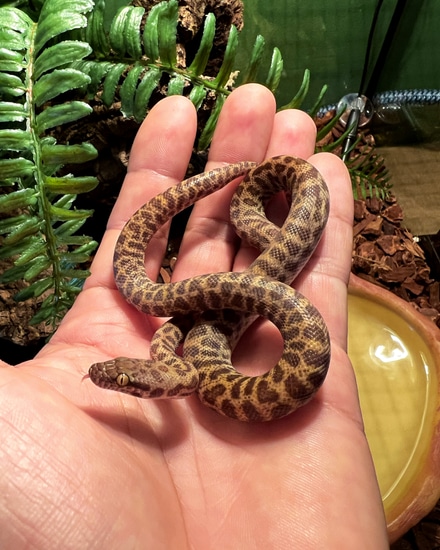 Children’s Python Children's Python by Repttime