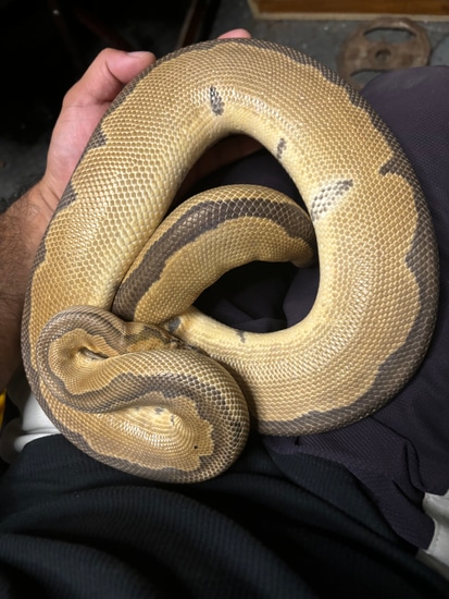 Super Blade Clown Ball Python by Exotic Pet Guys LLC