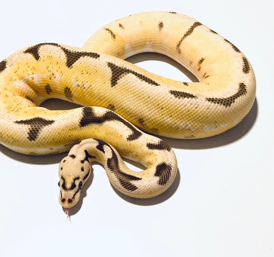 HI OD Enchi Firefly Calider 50% DH Albino Pied Ball Python by Exotic ...