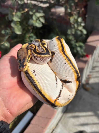Calico, SOD, Spider Ball Python by Exotic Pet Guys LLC
