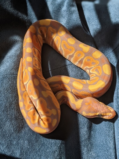CG Special OG Ball Python by Send Noods