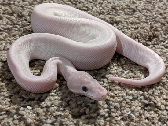 BEL Coral Glow, Possible Het Or Hypo! Ball Python by Send Noods