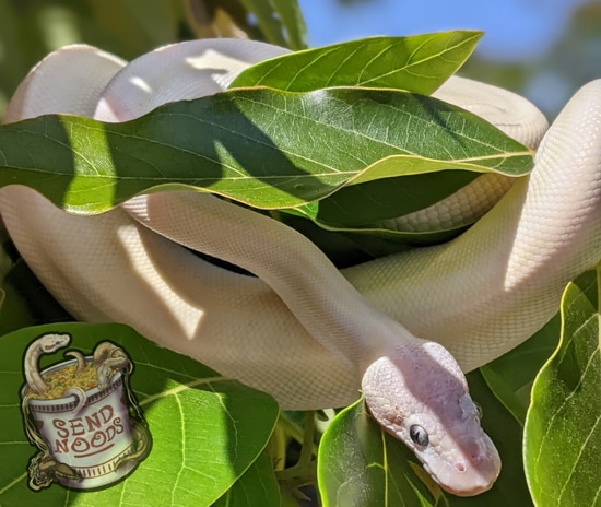 Enchi BEL Possible + Ball Python by Send Noods
