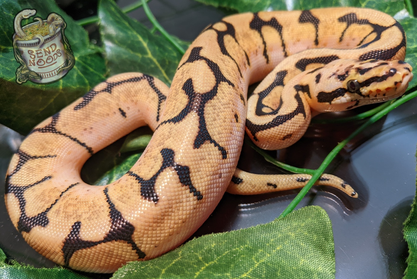 0.1 '23 Bumblebee Ball Python by Send Noods - MorphMarket