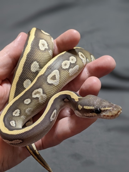 Mojave Fire OG/Hypo Ball Python by Send Noods
