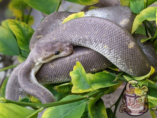 RTB Silver Bullet Ball Python by Send Noods