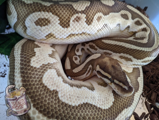 RTB OD Lesser Ball Python by Send Noods
