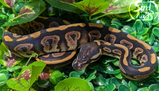 Blk Pastel Ball Python by Send Noods