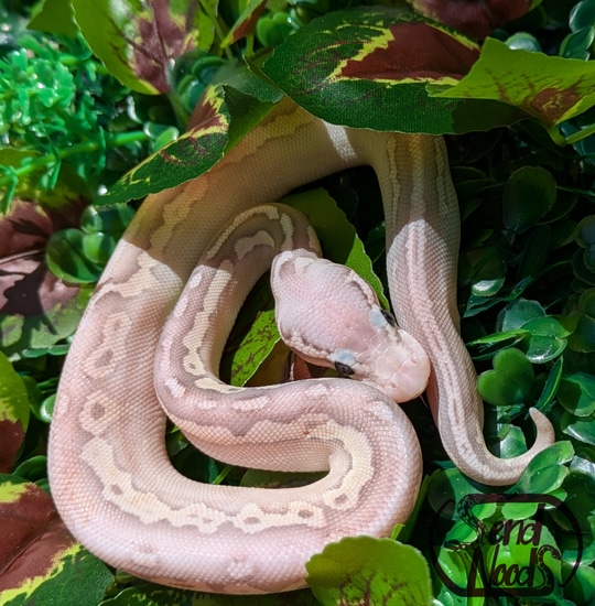 Sterling Lesser Ball Python by Send Noods