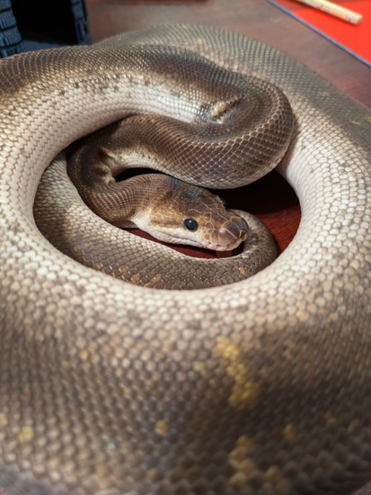 Silver Bullet Ball Python by Send Noods