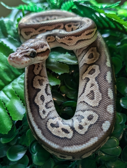 Pewter Ball Python by Send Noods